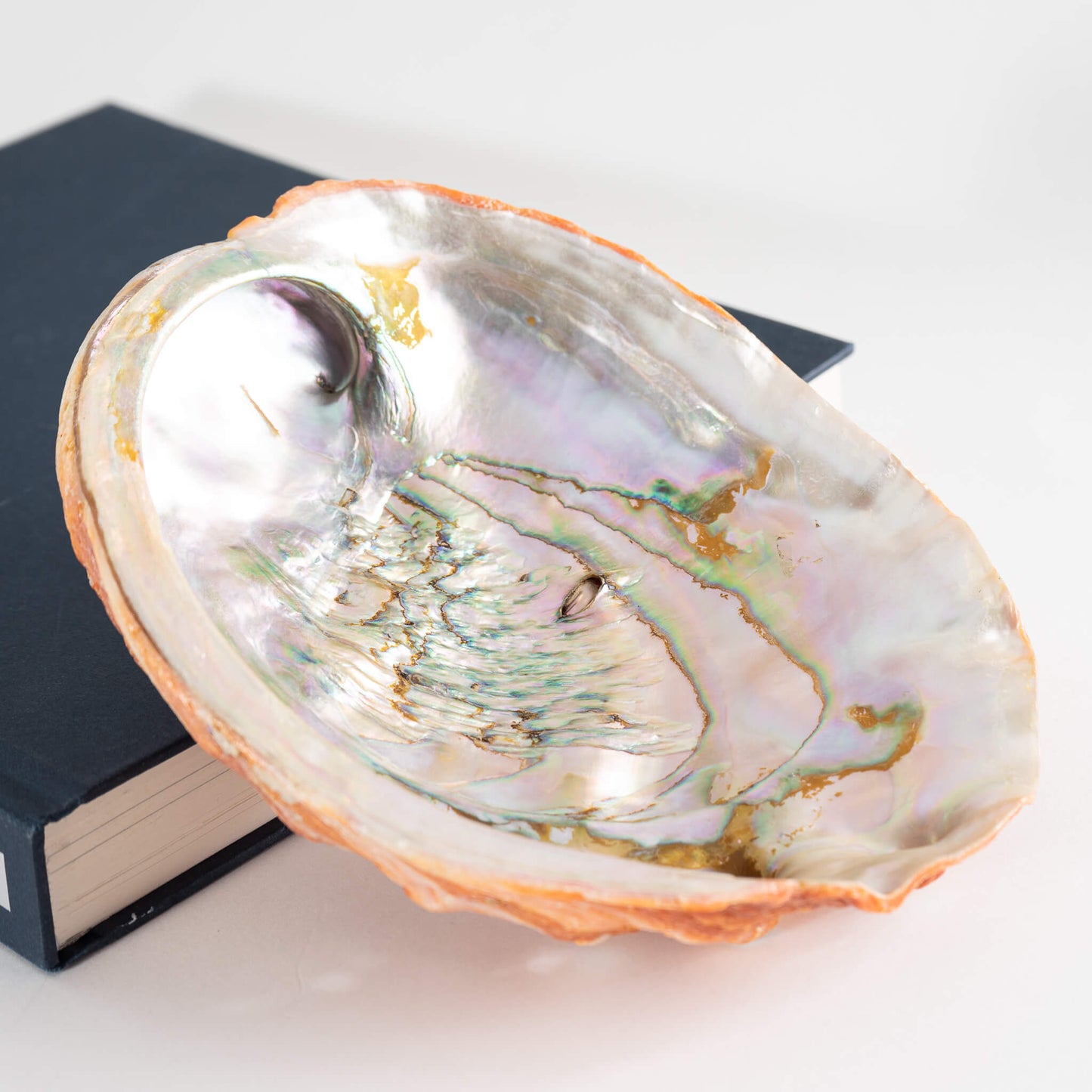 Abalone Shell Natural Specimen The Vintage Advisor