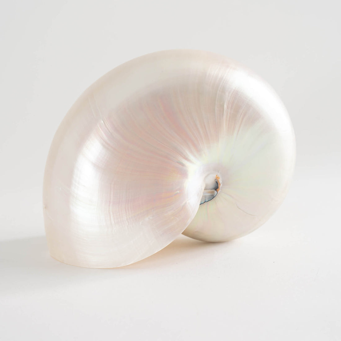 Vintage Chambered Nautilus Shell Natural Specimen – The Vintage Advisor