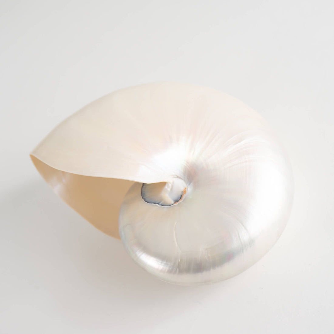 Vintage Chambered Nautilus Shell Natural Specimen – The Vintage Advisor