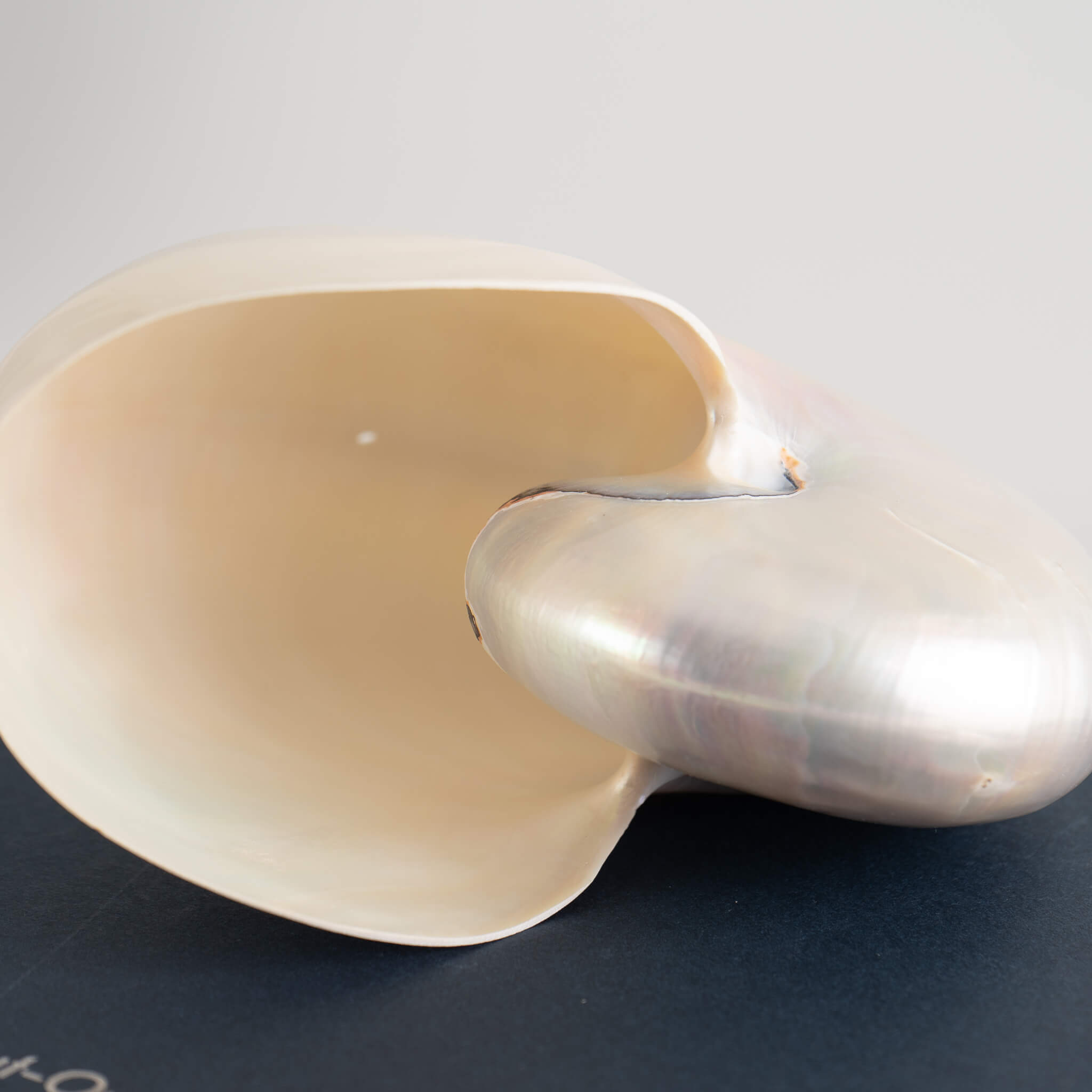 Vintage Chambered Nautilus Shell Natural Specimen – The Vintage Advisor