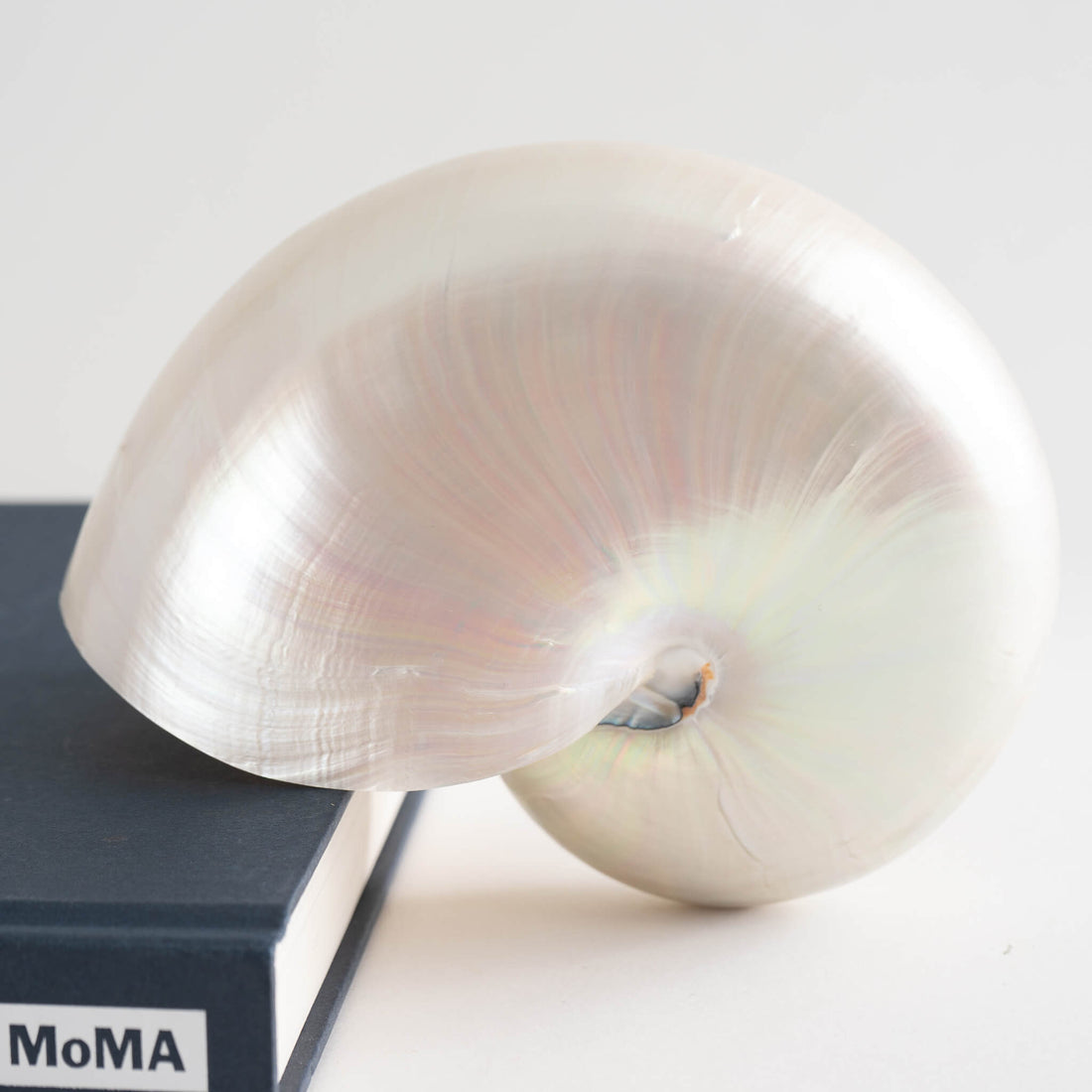 Vintage Chambered Nautilus Shell Natural Specimen – The Vintage Advisor